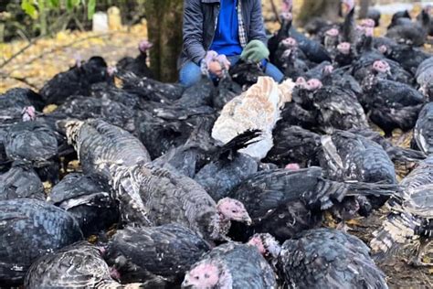 Farmer Forced To Give Free Range Turkeys Away To Struggling Families