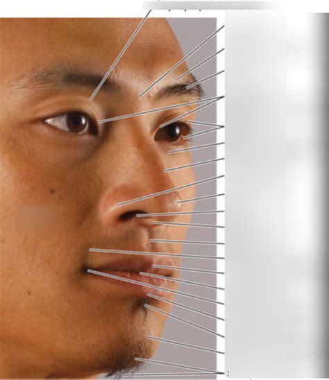 Anat100 Surface Anatomy Of Face Diagram Quizlet