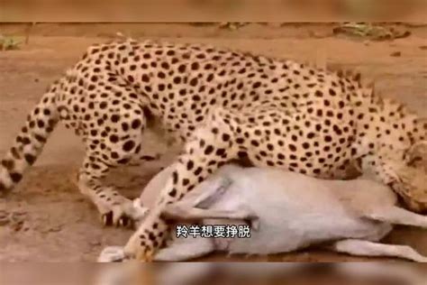 小羚羊被猎豹咬住脖子，呼吸困难，痛苦哀叫。猎豹脖子羚羊