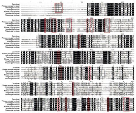 Multiple Sequence Alignment Showed That Basic Amino Acid Clusters