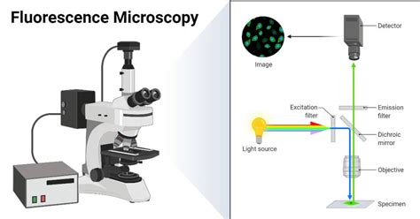 Fluorescence Microscopy Working Principal Advantages Limitation And Application
