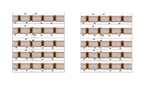 Active Transport Diagrams To Annotate Pdf