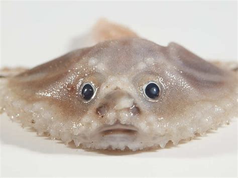 Scientists Discover Fantastical Creatures Deep In The Indian Ocean Wbur