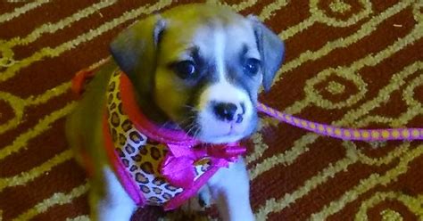 New Pupper Album On Imgur
