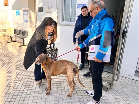 La Historia De Caramelo El Perro Recuperado Por La Municipalidad Y Que