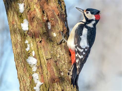 Discover the Woodpeckers of the UK: An In-Depth Guide | Birdfact
