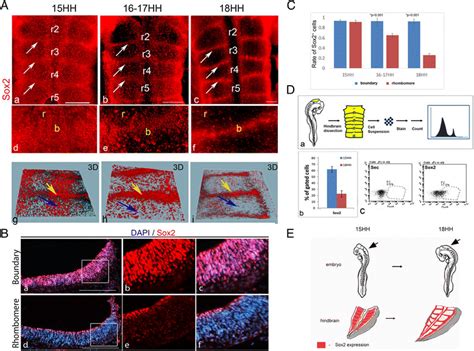 Expression Of Sox2 In Chick Hindbrain Boundaries A Representative