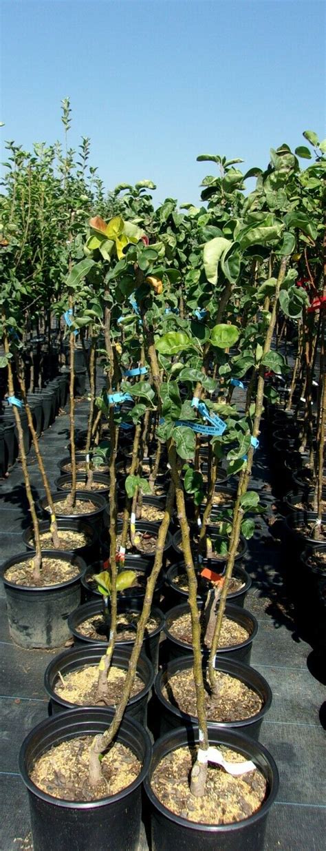 Shinsui Asian Pear 4 6 Ft Tree New Plant Healthy Sweet Fruit Trees