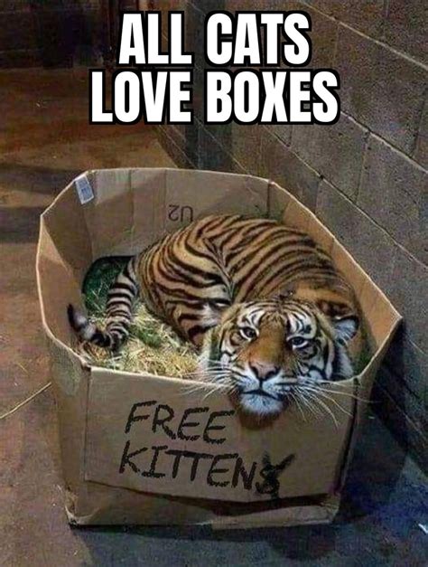 Cat Amazon Box Meme At David Velasquez Blog