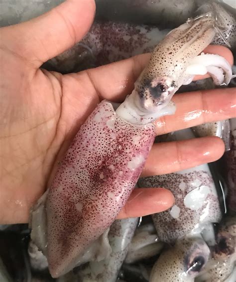 Rm10kg Sotong Sotong Sotonggggg Mayaloy Frozen Seafood Facebook