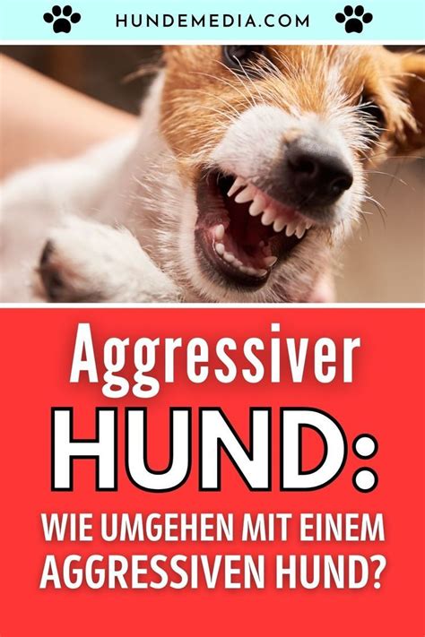 Aggressiver Hund Wie Umgehen Mit Einem Aggressiven Hund Artofit