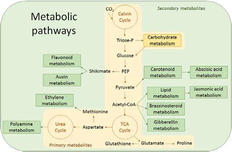 Metabolites Free Full Text The Metabolic Basis Of Pollen Thermo