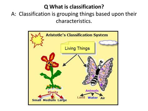 Ppt What Is Classification Powerpoint Presentation Free Download