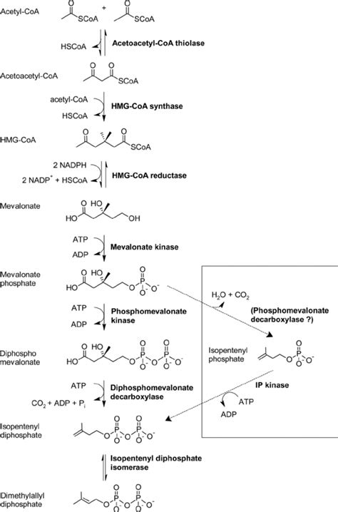Mevalonate Pathway The Proposed Modified Pathway For The Production Of
