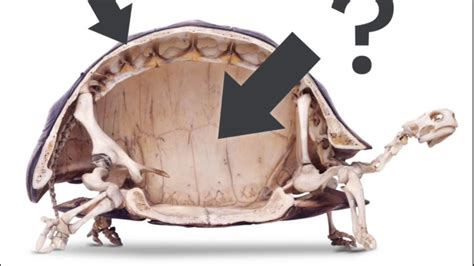 Sea Turtle Without Shell Sea Turtle Anatomy Ecomar