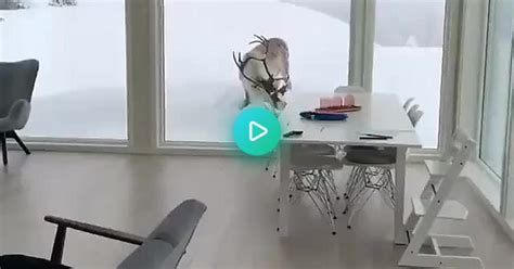 rudolph is lost album on imgur