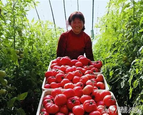 西紅柿種植技術及種植方法西紅柿種植坐不住果怎麼回事 每日頭條