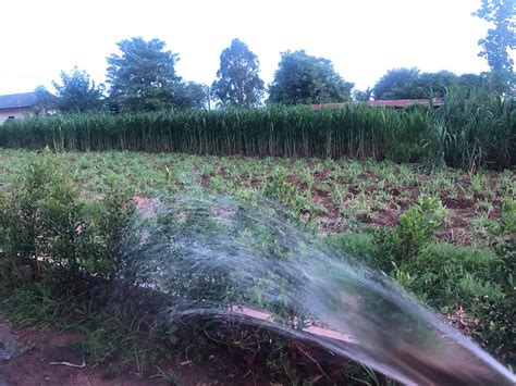 รดน้ำต้นไม้💦 ยามแลงจ้า😊 สวนหย่อมน้อยๆข้างบ้าน🪴 จำหน่ายพันธุ์หญ้า หวานอิสราเอล เนเปียร์แคระ