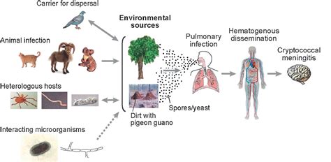 Figure 2 From Cryptococcus Semantic Scholar