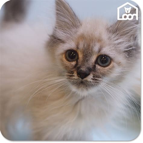 네버마스커레이드 책임분양 도베르만분양가 강아지임시보호 포메라니안무료분양 먼치킨고양이분양 부산강아지파양 시추 렉돌고양이 광주고양이분양 강아지무료분양 유기견무료분양