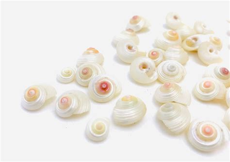 Small Pearly Shell Monilea White Shell Mini Shell Shell Etsy