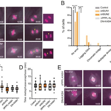 Linc Complex Disruption Increases Rates Of Chromosome Segregation Download Scientific Diagram