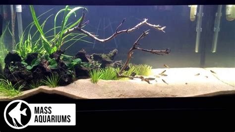 Black Beard Algae Easy Ways To Destroy BBA In Your Aquarium Plus Keep Fresh Water Fish