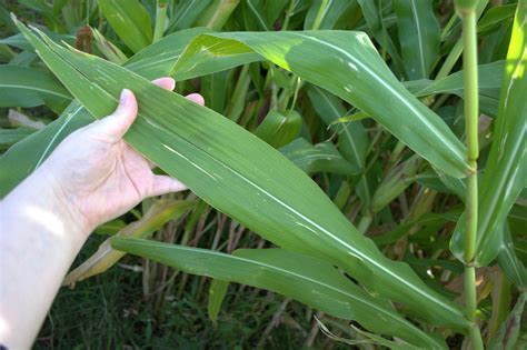Maize Object Detection Dataset By Coffee
