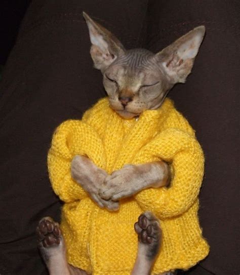These 15 Sphynx Cats Are So Stylish They Will Make You Look Bad
