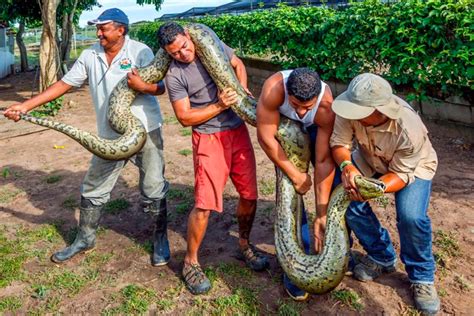 Esses Trabalhadores Encontraram Uma Cobra Gigante Você Não Vai
