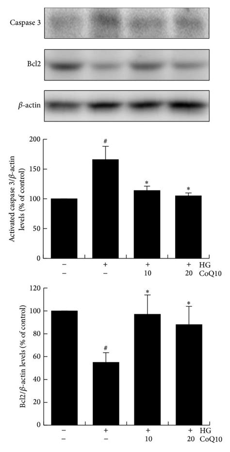 Effect Of Coq10 On Epc Apoptosis Under High Glucose Conditions Epcs