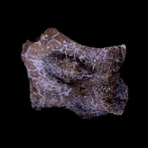 1 9 Corythosaurus Fossil Bone Judith River Fm Cretaceous Dinosaur