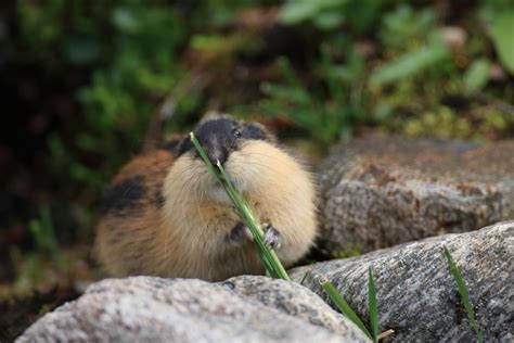 Lemming características hábitat y alimentación Resumen