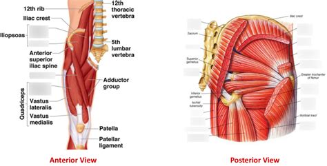 W3 Function Of The Hip Joint Diagram Quizlet