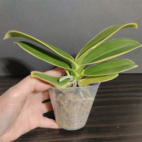 Yahooオークション 花芽あり Phal Sogo Yenlin Coffee Variegat