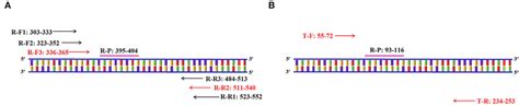 Schematic Diagram Of Primer Amplification A Schematic Diagram Of The Download Scientific