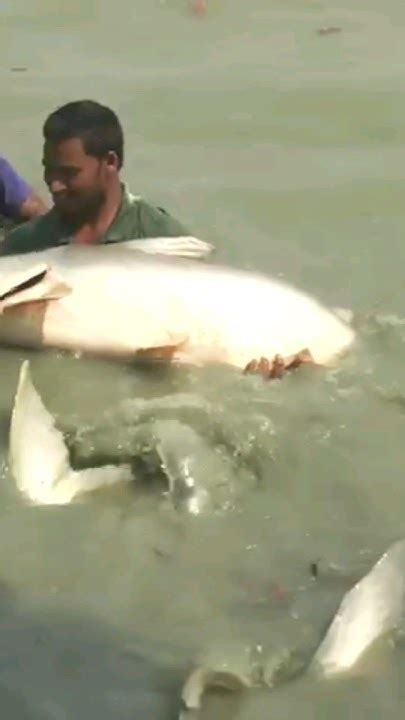 বাংলাদেশের পুকুরে ৩০০ কেজি ওজনের পাঙ্গাস Youtube