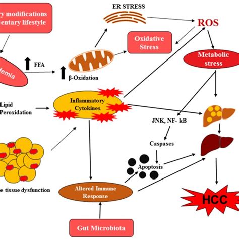 Chemical Reactions Involved In Histone Acetylation Reaction Download