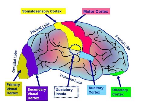 The Brain Sensory Control Somatosensory Cortex Motor Cortex