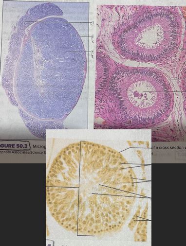 Male Reproductive Histology Part 1 Diagram Quizlet