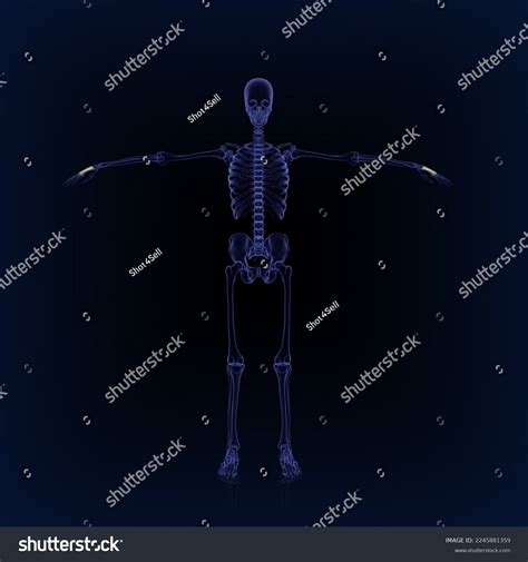Human Metacarpal Bones Anatomy Medical Illustration3d Stock Illustration 2245881359 Shutterstock