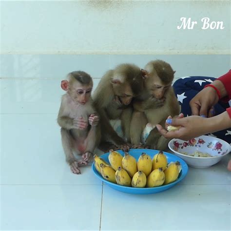 Mom Extra Healthy Snack Banana Ripe Mix With Milk For Early Morning
