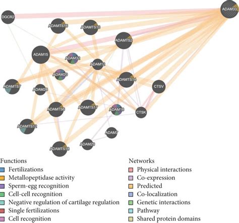 Gene Gene Interaction Network Of Adam33 Protein Illustrated By Genemania Download Scientific
