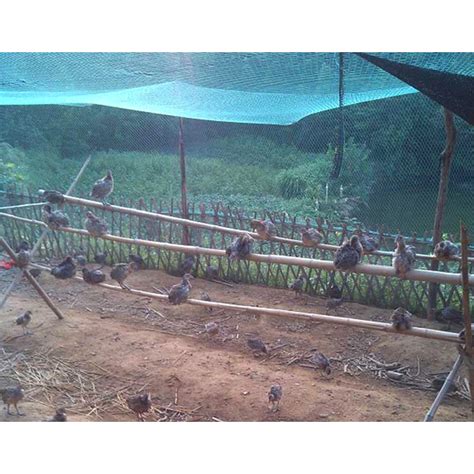 2 4x20 50m Chicken Fence Mesh Bird Proof Net Floral Netting Gardening