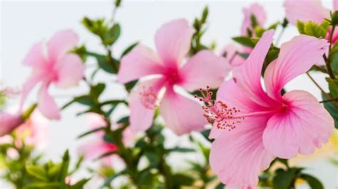 31 Flores Rosa Para Deixar O Seu Jardim Apaixonante