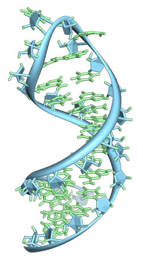 Rna That Doesnt Age Neuroscientists Discover Building Blocks In Nerve