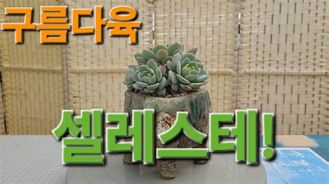 구름다육 다육쇼핑 And 분갈이 Youtube