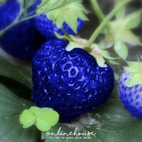 Jual Benih Biji Bibit Strawberry Biru Shopee Indonesia
