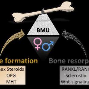 Different Actors And Effects On Bone Formation Resorption Balance Download Scientific Diagram