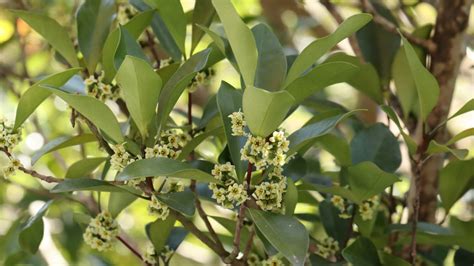 やっこ ᗜ 植物写真を撮りたい2022 on Twitter 実がついてた① お花は3月②③ モクレイシ 植物写真を撮り